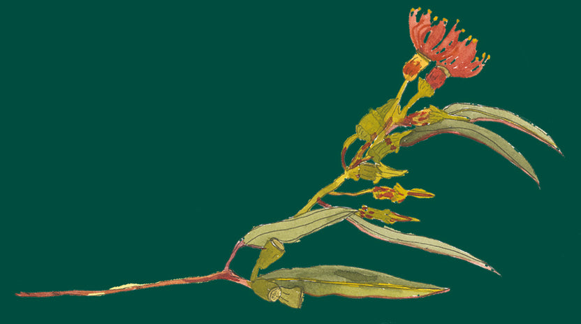 Artwork & products inspired by nature | Artist Claire Mosley