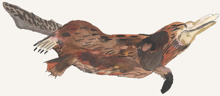 Artwork & products inspired by nature | Artist Claire Mosley